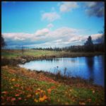 Sunset Christmas Tree Farm | Fresh Christmas Trees